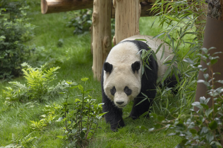How to See the Pandas at the San Diego Zoo | MySDMoms.com